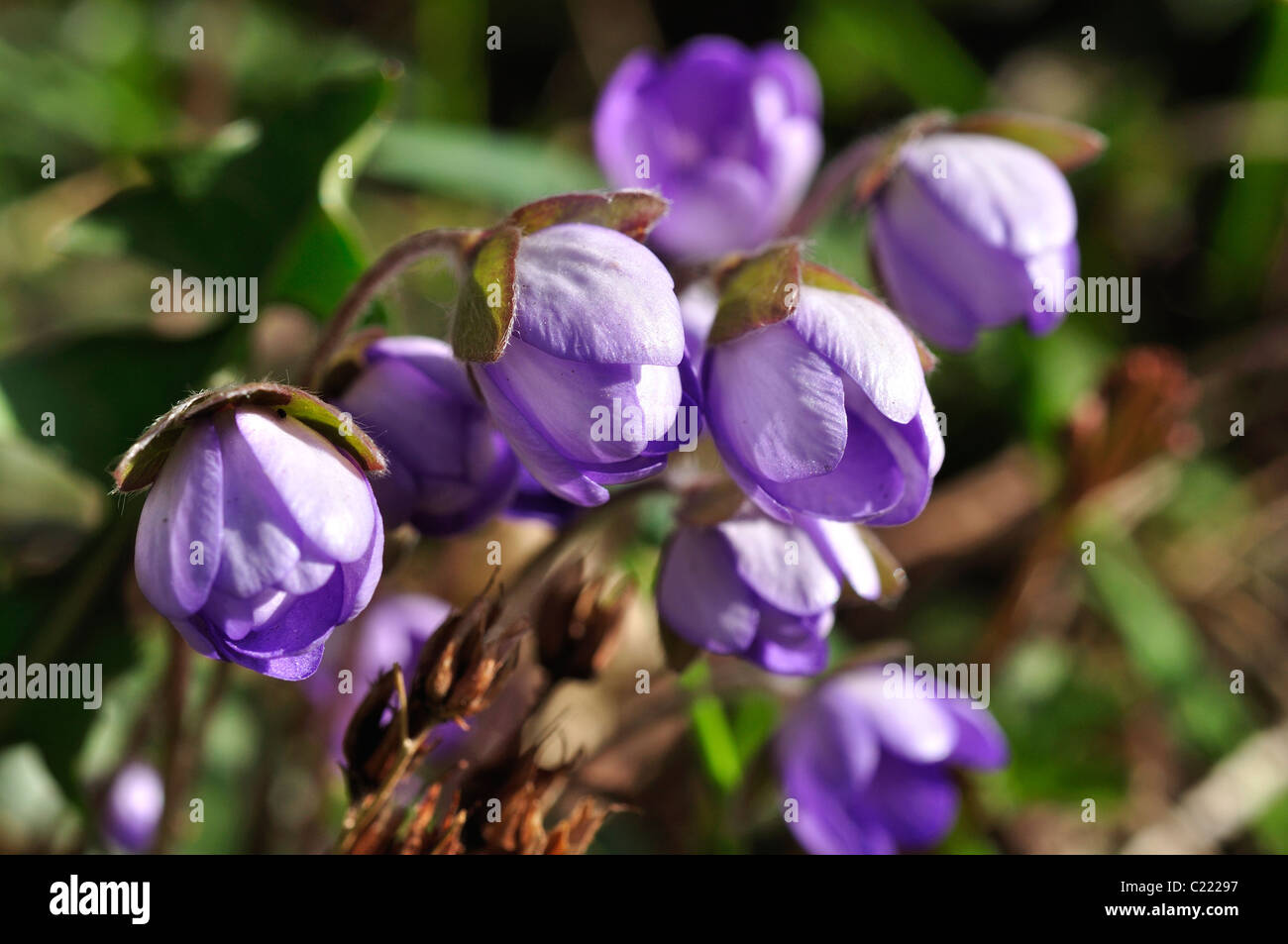 Early spring flowers Stock Photo - Alamy