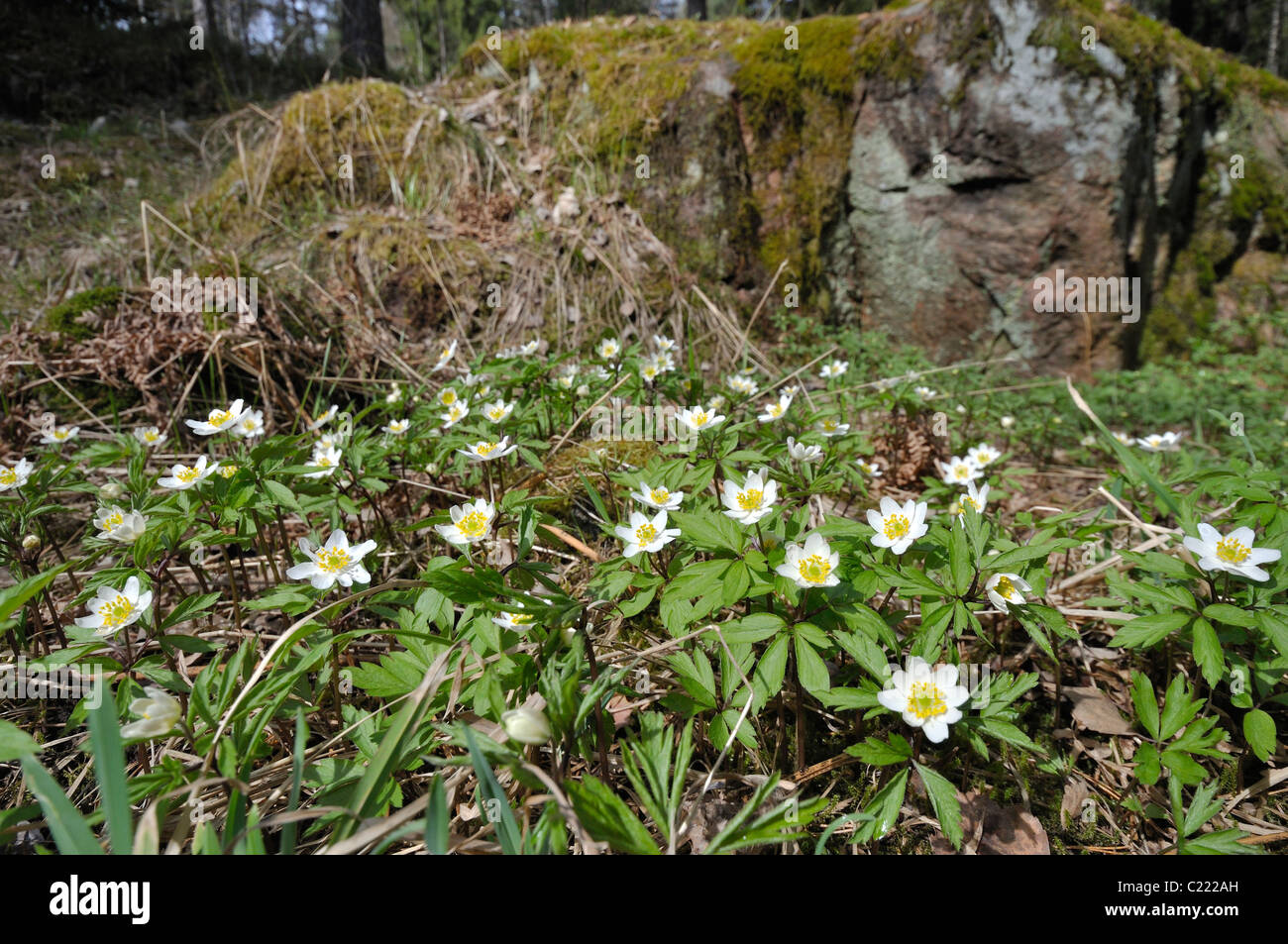 Early spring flowers Stock Photo - Alamy