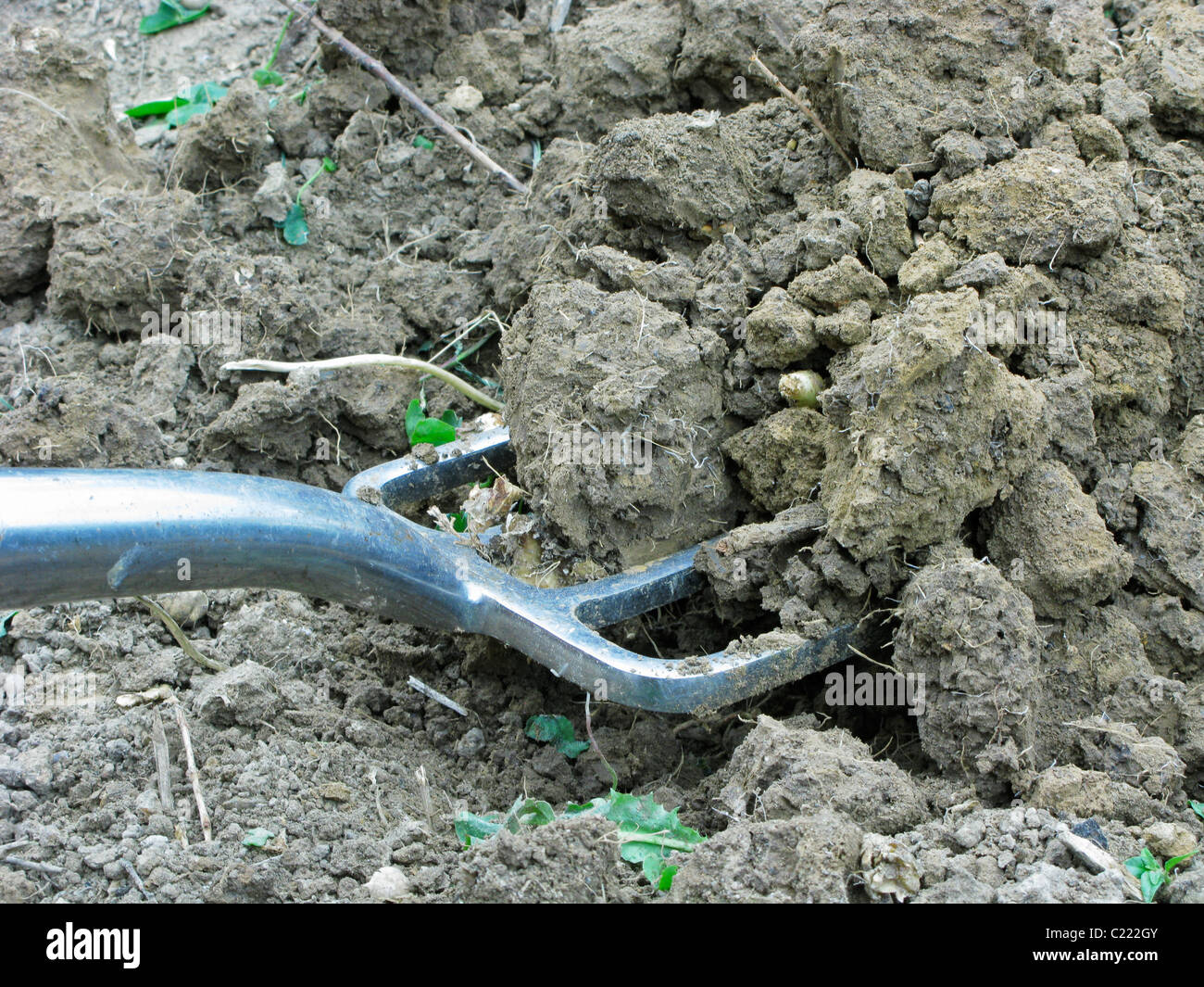 digging the weeds out & breaking up the soil with a garden fork ...