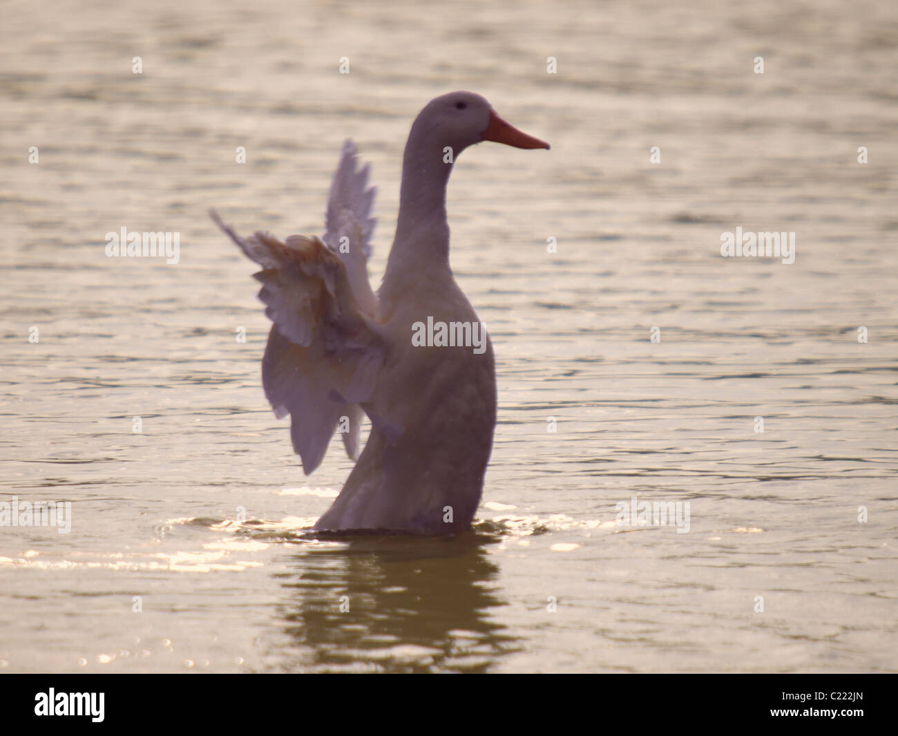 Flapping flap wings hi-res stock photography and images - Alamy