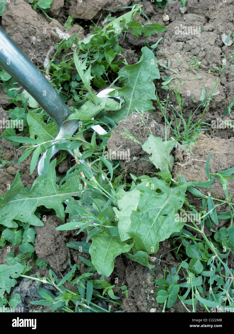 digging the weeds out the soil with a garden fork (gardening task Stock ...