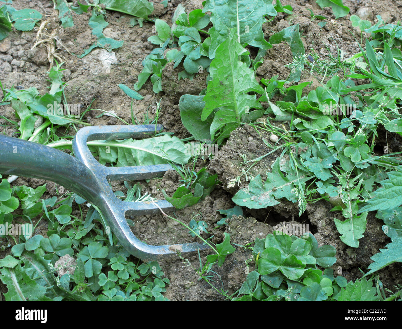 digging the weeds out the soil with a garden fork (gardening task Stock ...