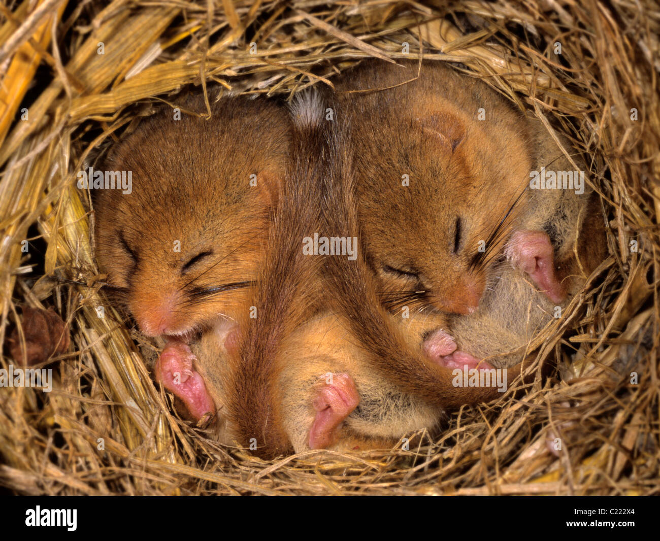Hibernating hazel dormice (Muscardinus avellanarius) Captive breeding ...