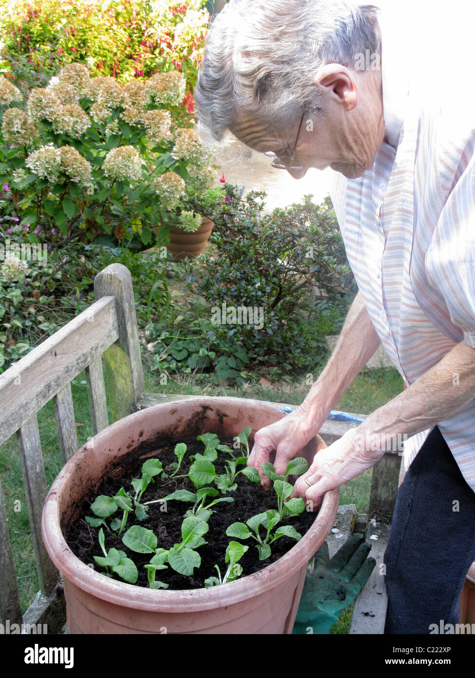 elderly woman planting out polyanthus Stock Photo - Alamy