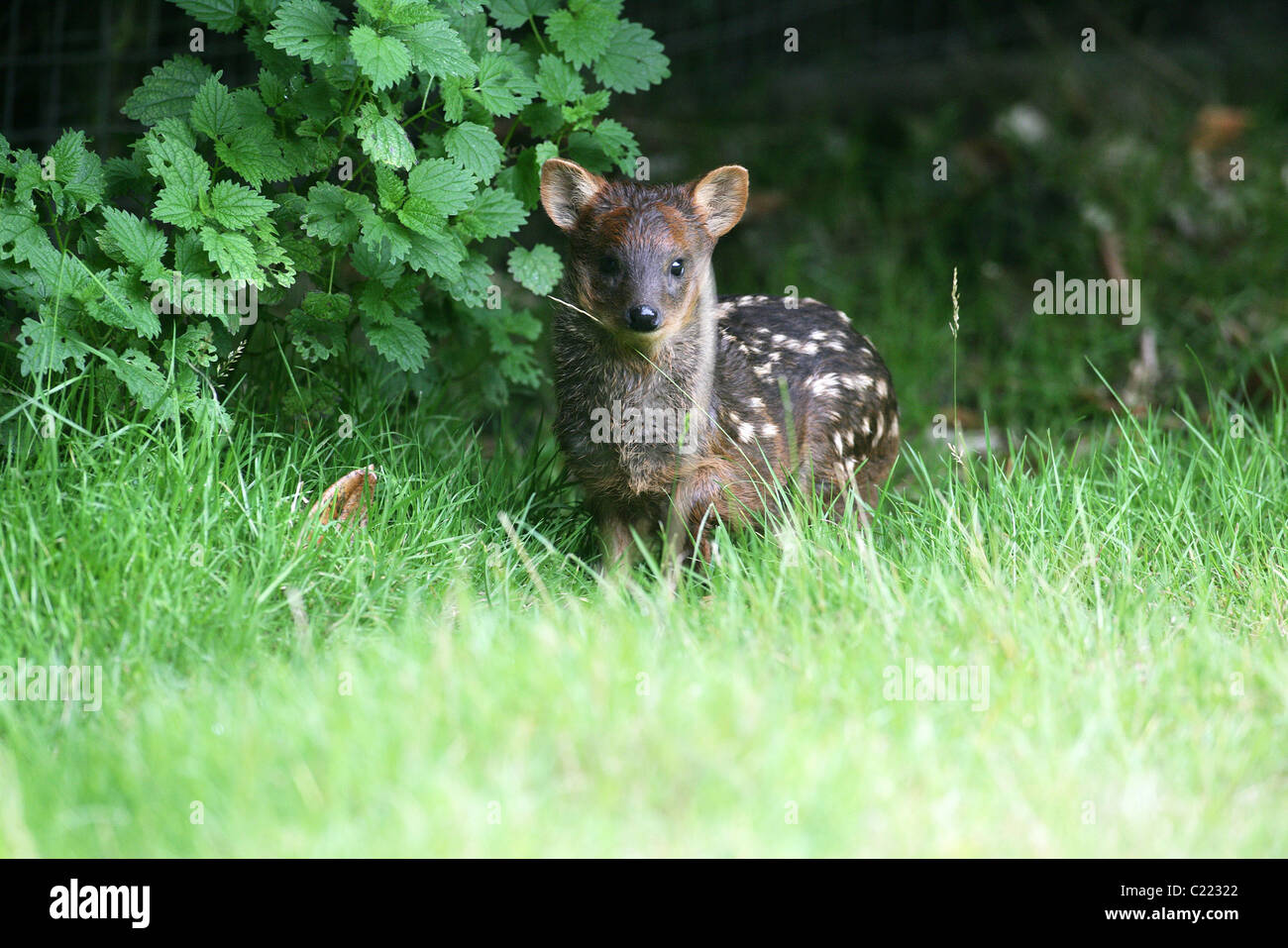 Worlds smallest deer gives birth The worlds smallest deer, a Southern ...