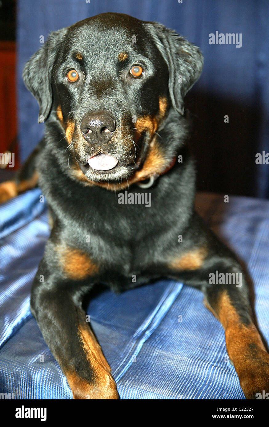 It's a dogs life for star pets They're used to being fussed over - but ...