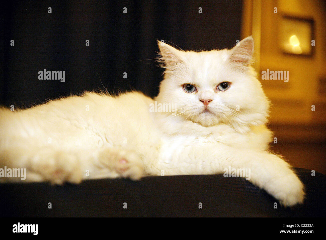 It's a dogs life for star pets They're used to being fussed over - but ...