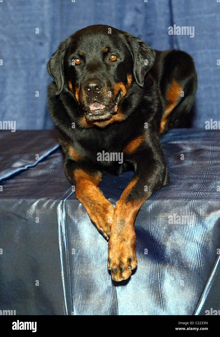 It's a dogs life for star pets They're used to being fussed over - but ...