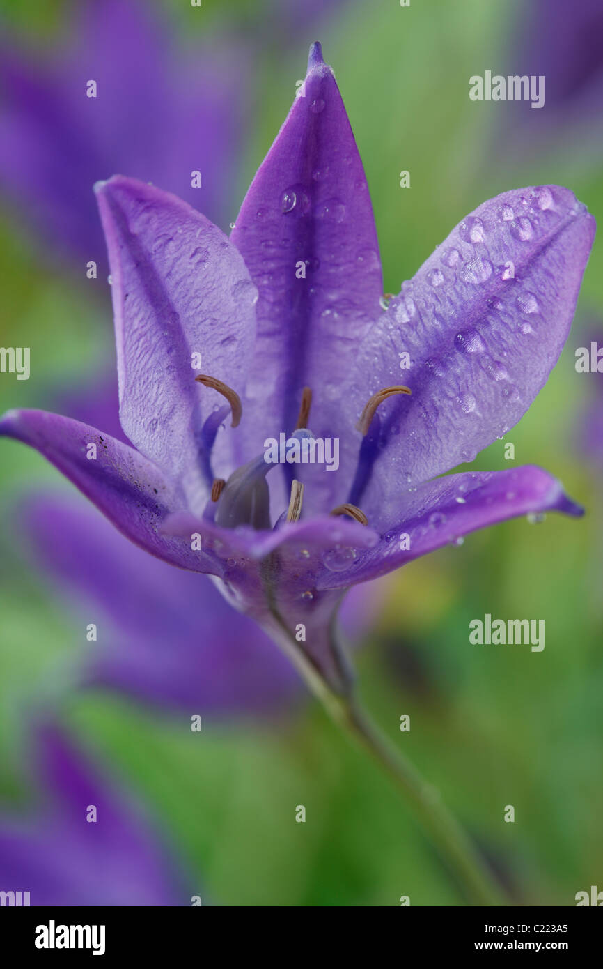Triteleia 'Corrina' Triplet lily June Stock Photo - Alamy