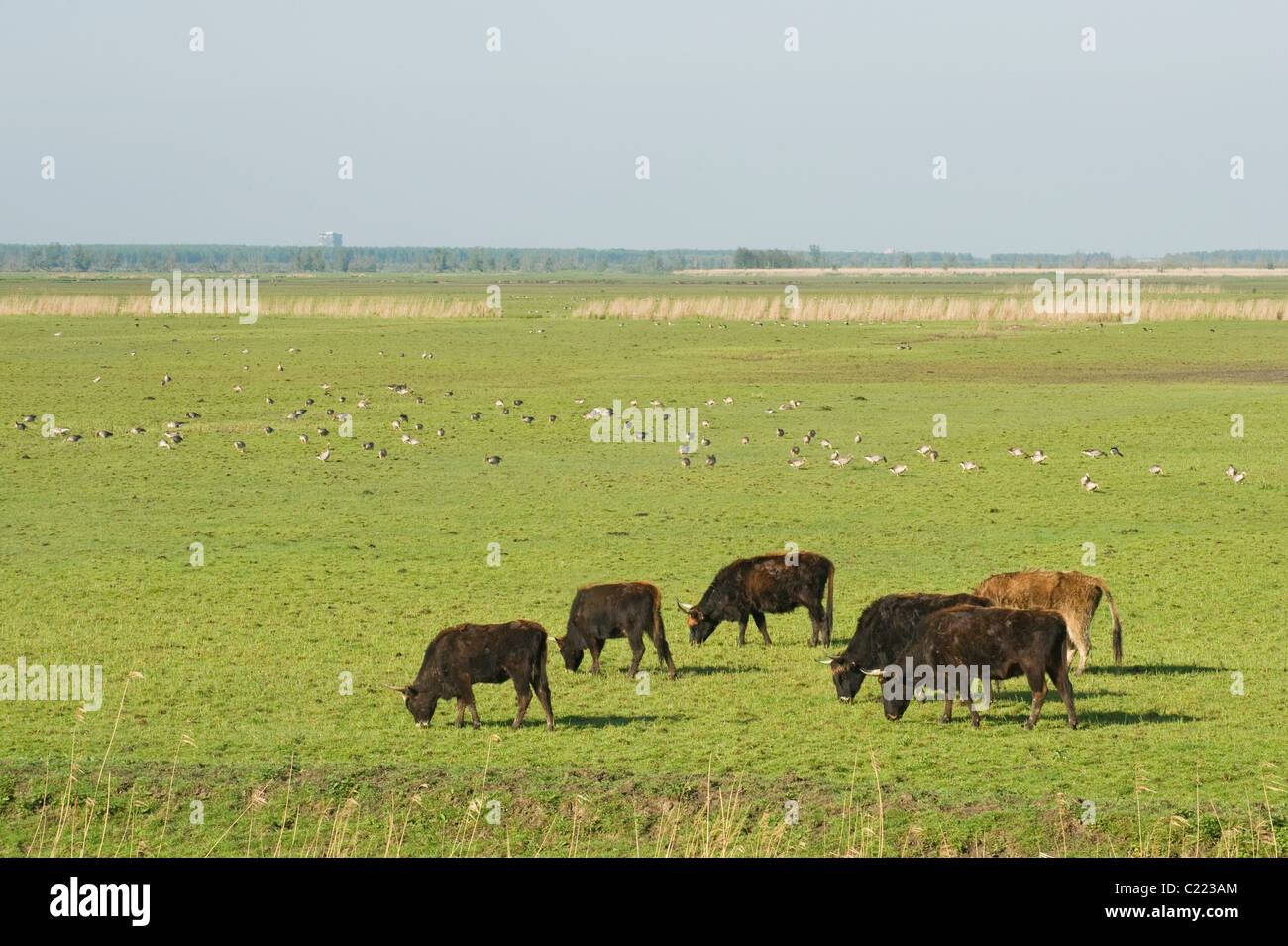 Heck cattle hi-res stock photography and images - Alamy