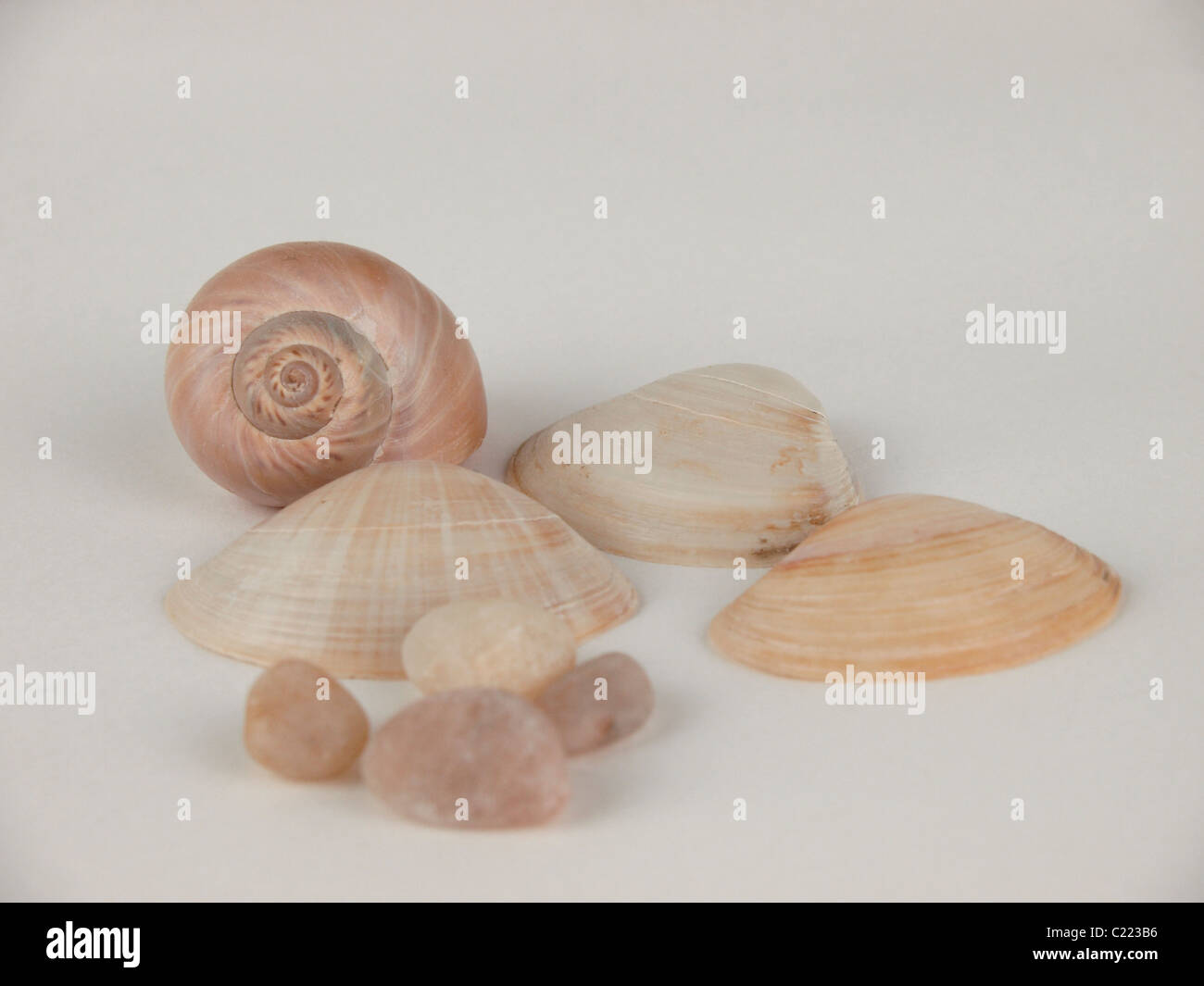 Shells and pebbles Stock Photo - Alamy