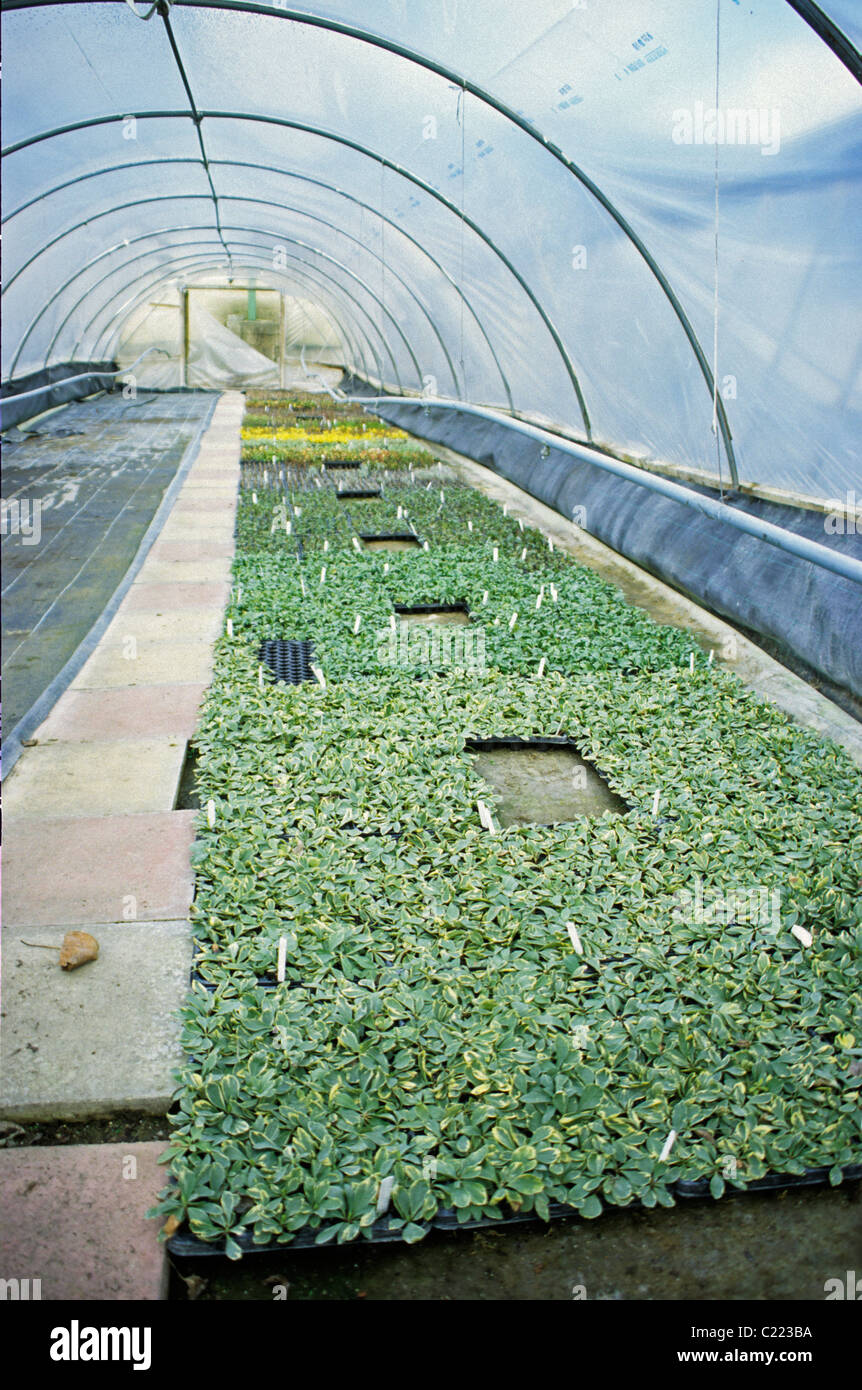 plantings growing in polytunnels Stock Photo - Alamy