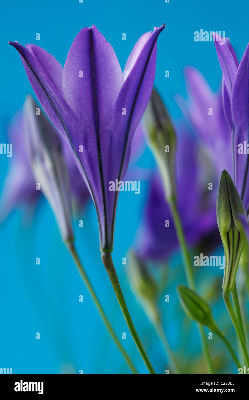 Triteleia 'Corrina' Triplet lily June Stock Photo - Alamy