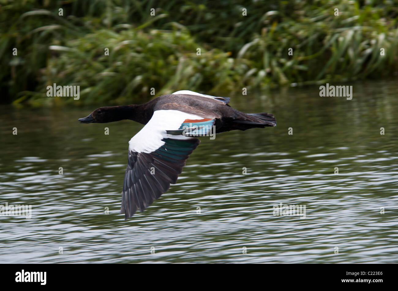 Paradise Shelduck or Tadorna variegata is an endemic duck of New ...