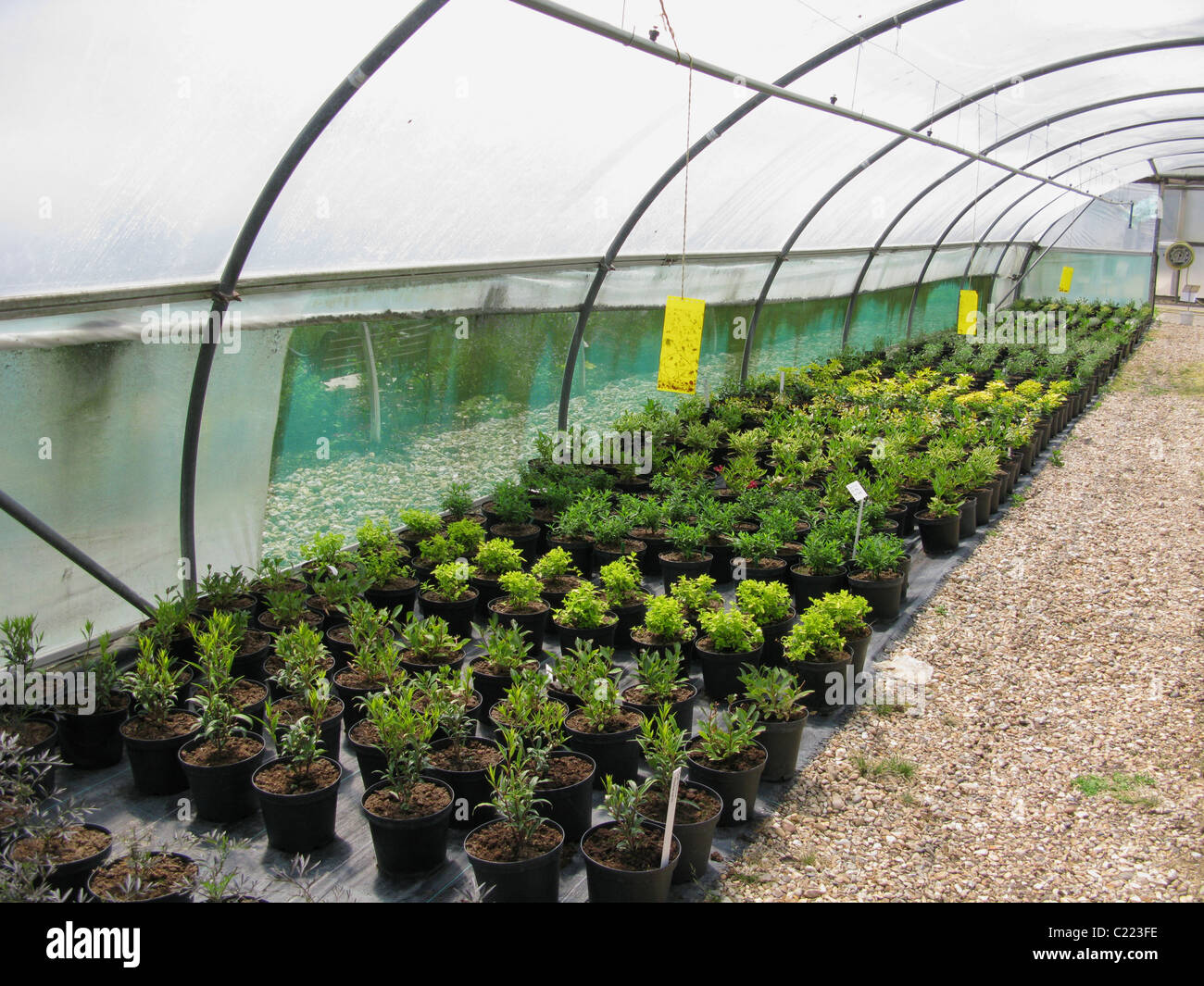 polytunnels with plants & shrubs growing Stock Photo - Alamy