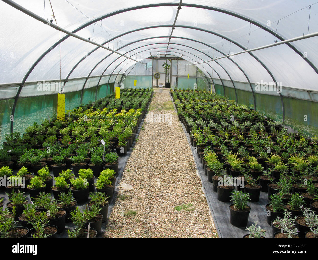 Shrubs in pots hi-res stock photography and images - Alamy