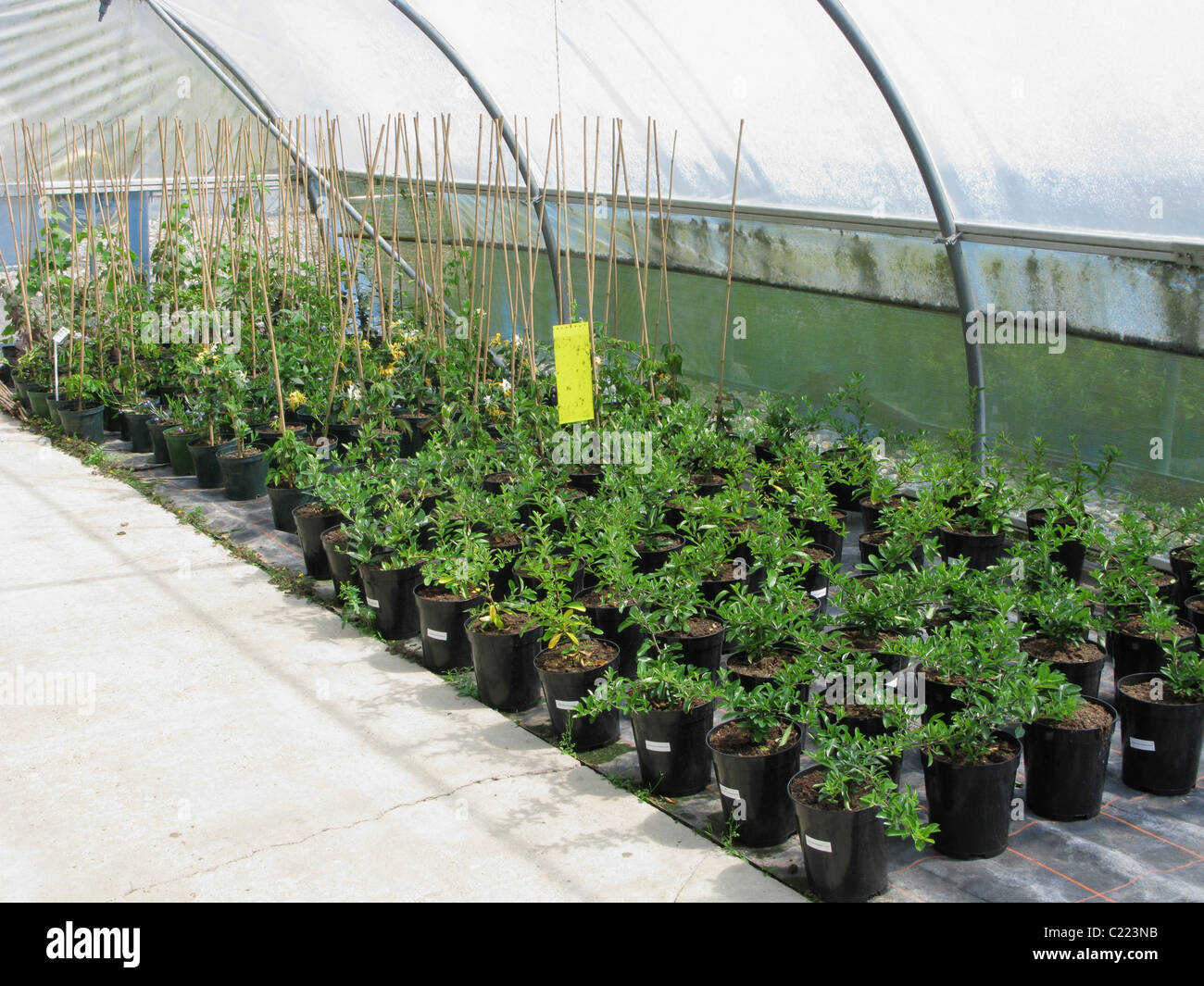 polytunnels with plants & shrubs growing Stock Photo - Alamy