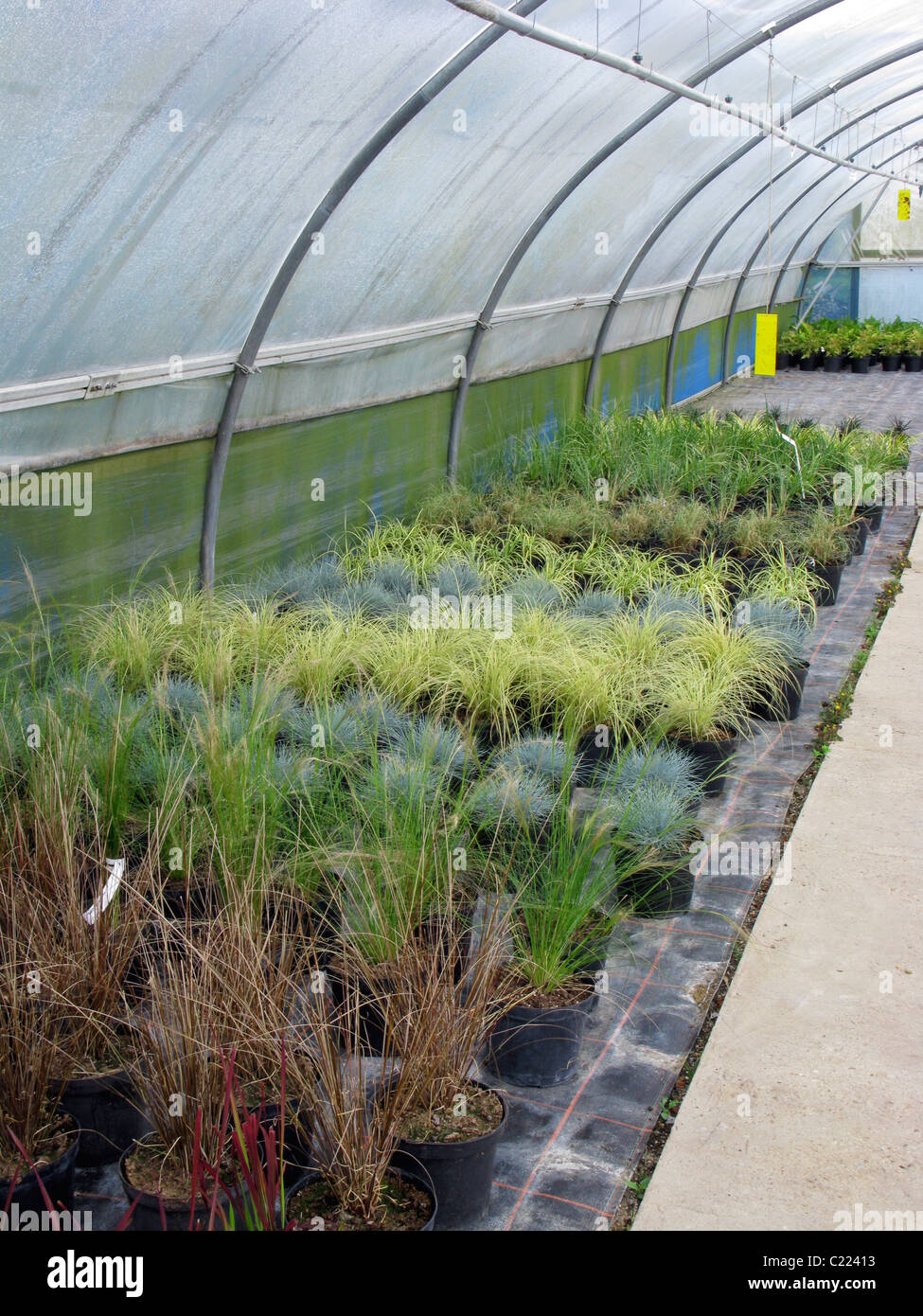Nursery Commercial Polytunnel High Resolution Stock Photography and ...