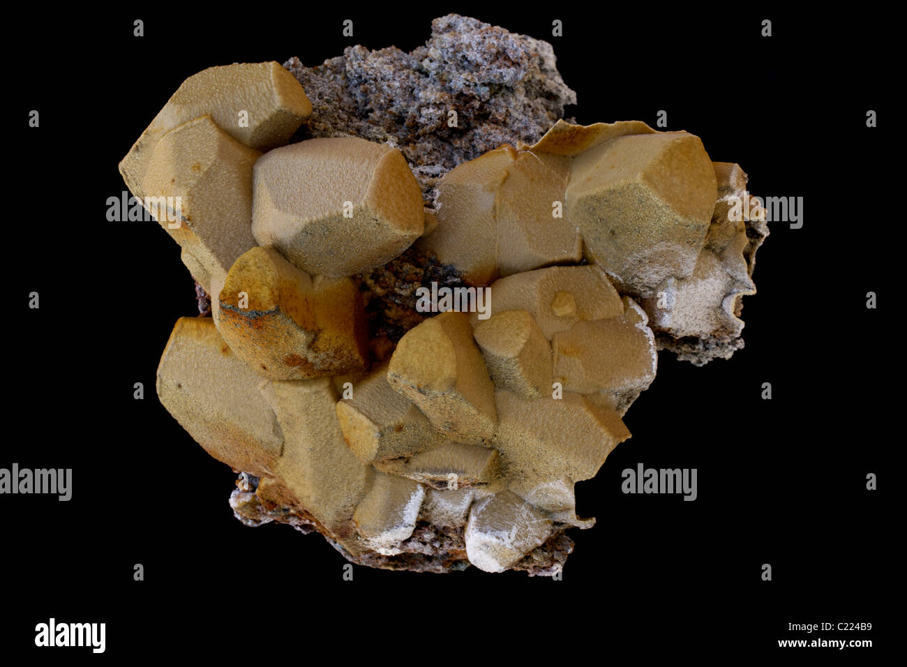 Epimorph hi-res stock photography and images - Alamy