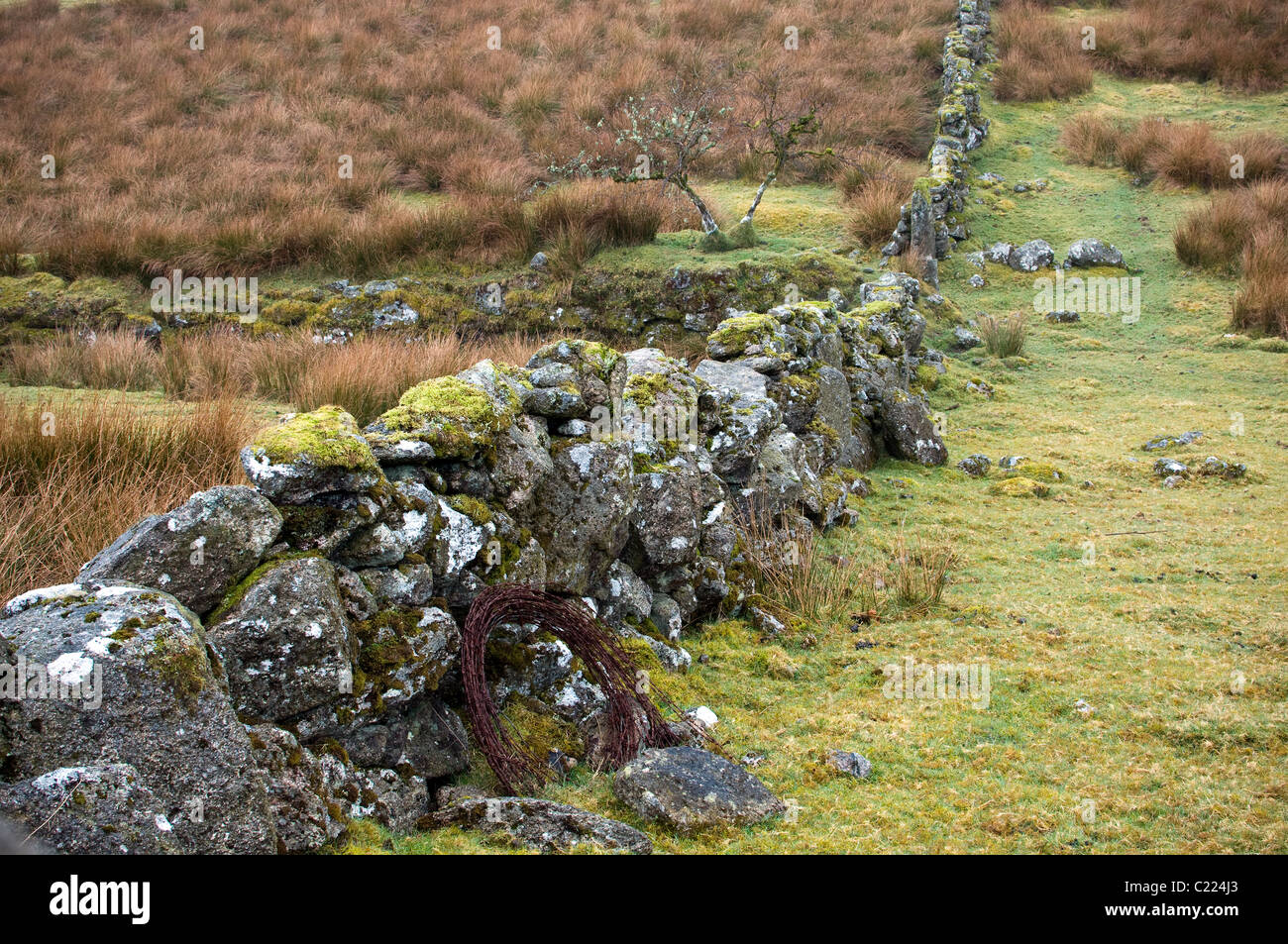 Devon hedge with roll of barbed wire in the mist on Dartmoor Stock ...