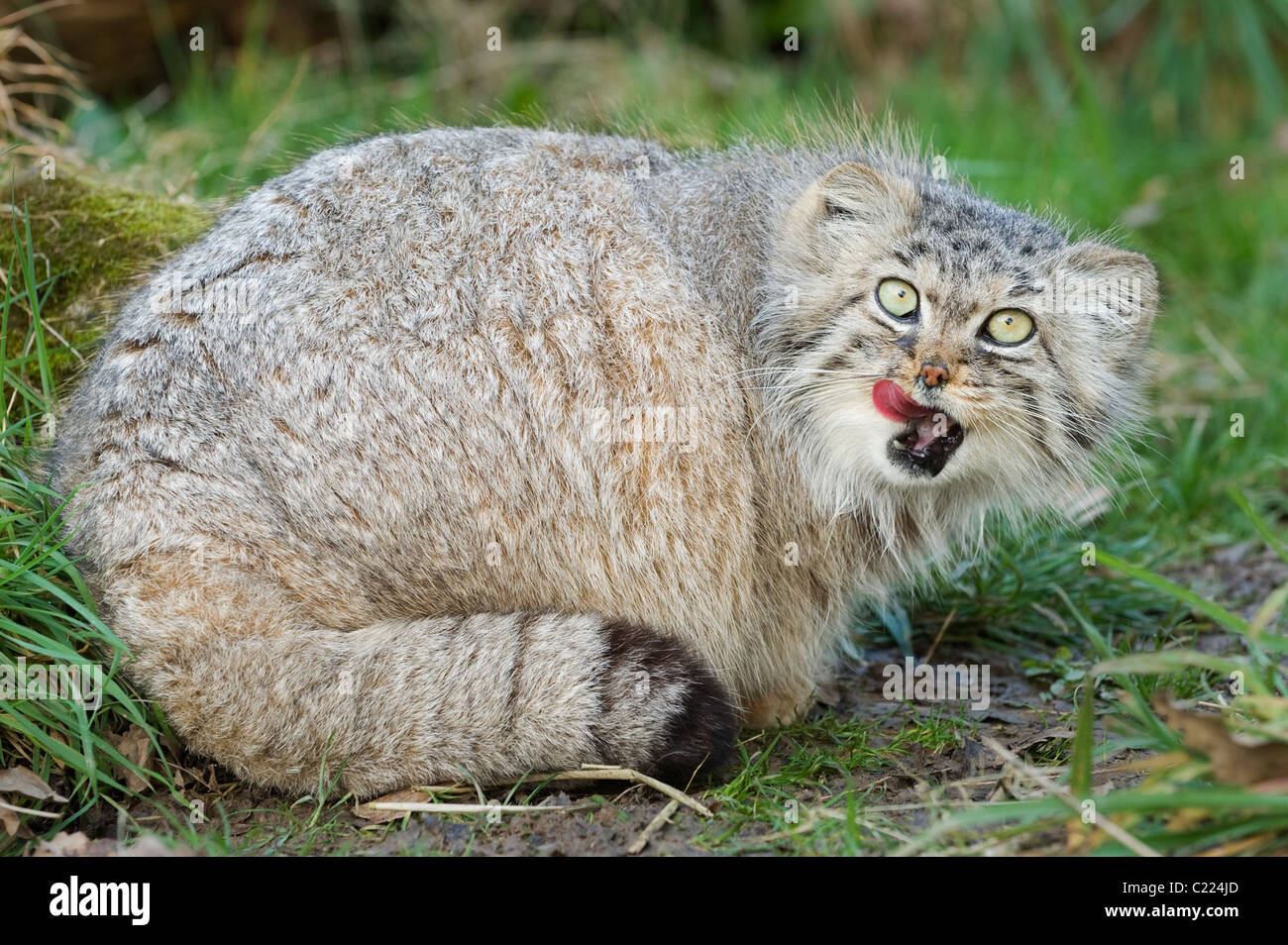 Pallas's cat (Otocolobus manul) Central Asia. Captive Port Lympne Wild ...
