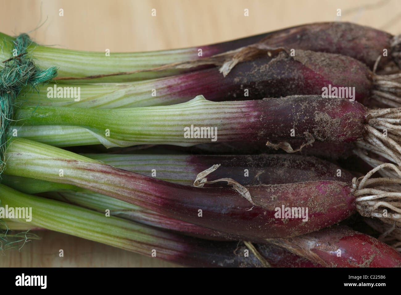 Allium fistulosum 'Lilia' AGM Salad onion Bunch of freshly picked ...