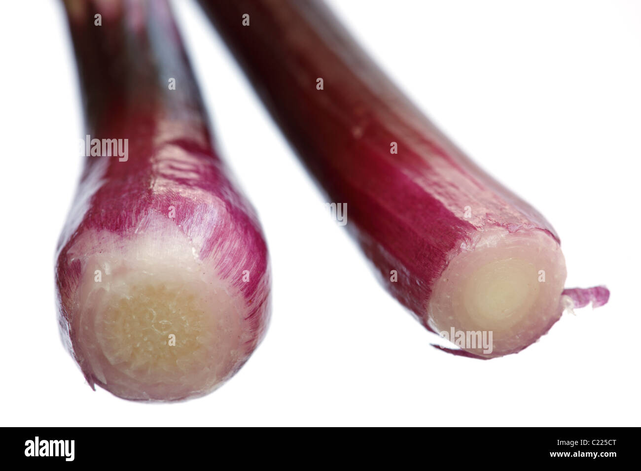 Allium fistulosum 'Lilia' AGM Salad onion Freshly picked washed and ...