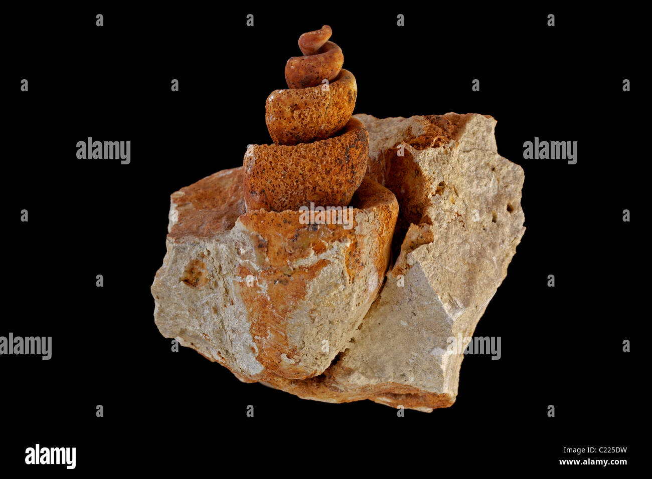 Fossil Gastropod - Strombus Species - Eocene - Vicenza - Italy Stock ...