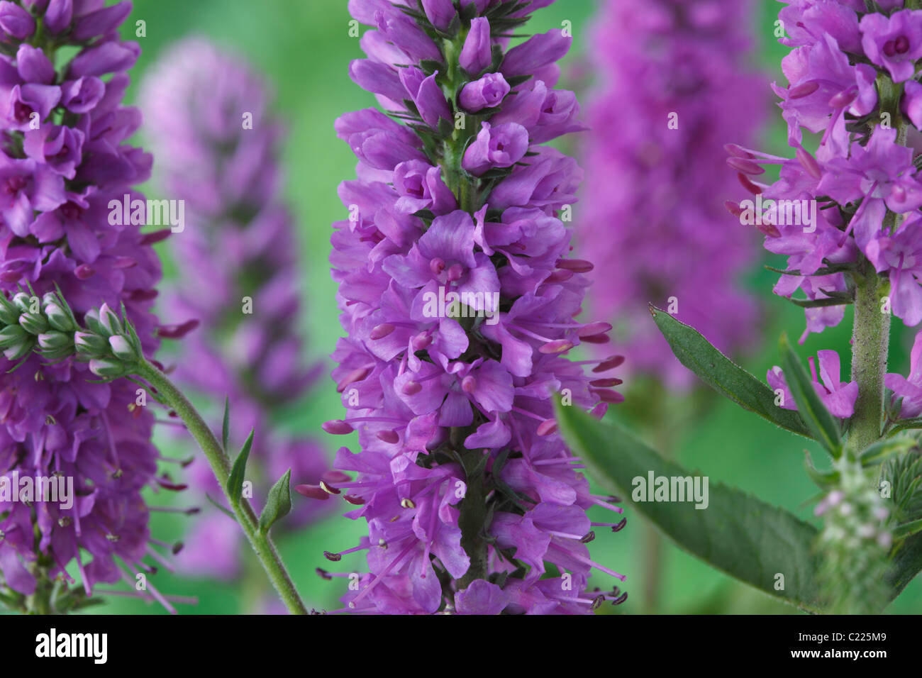 Speedwell purpleicious hi-res stock photography and images - Alamy