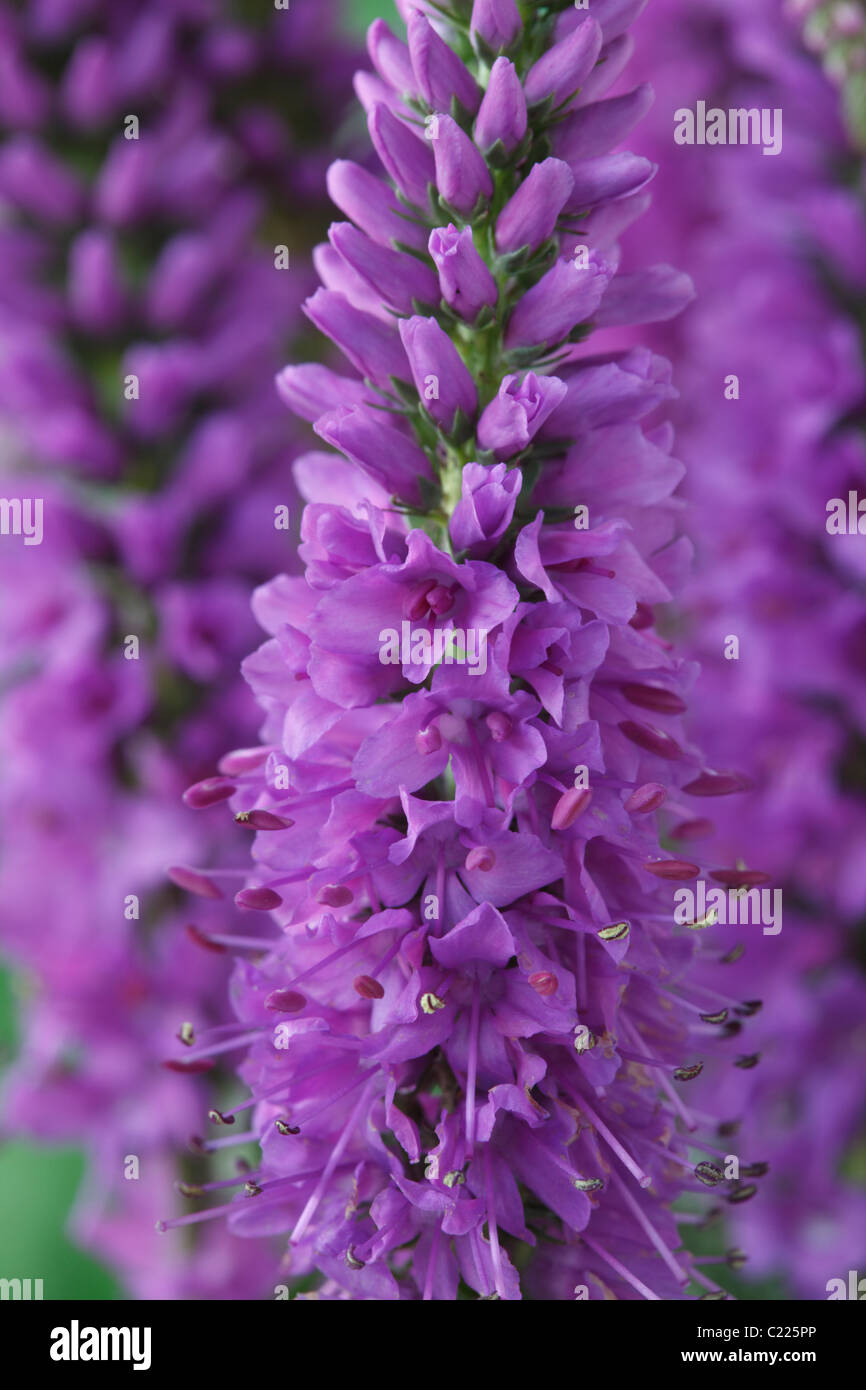 Veronica 'Purpleicious' Speedwell June Stock Photo - Alamy