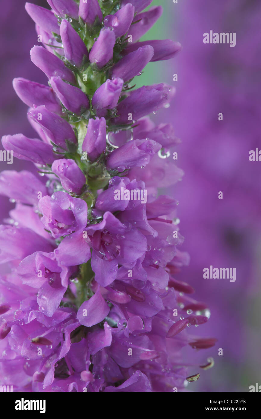 Speedwell flower hi-res stock photography and images - Alamy