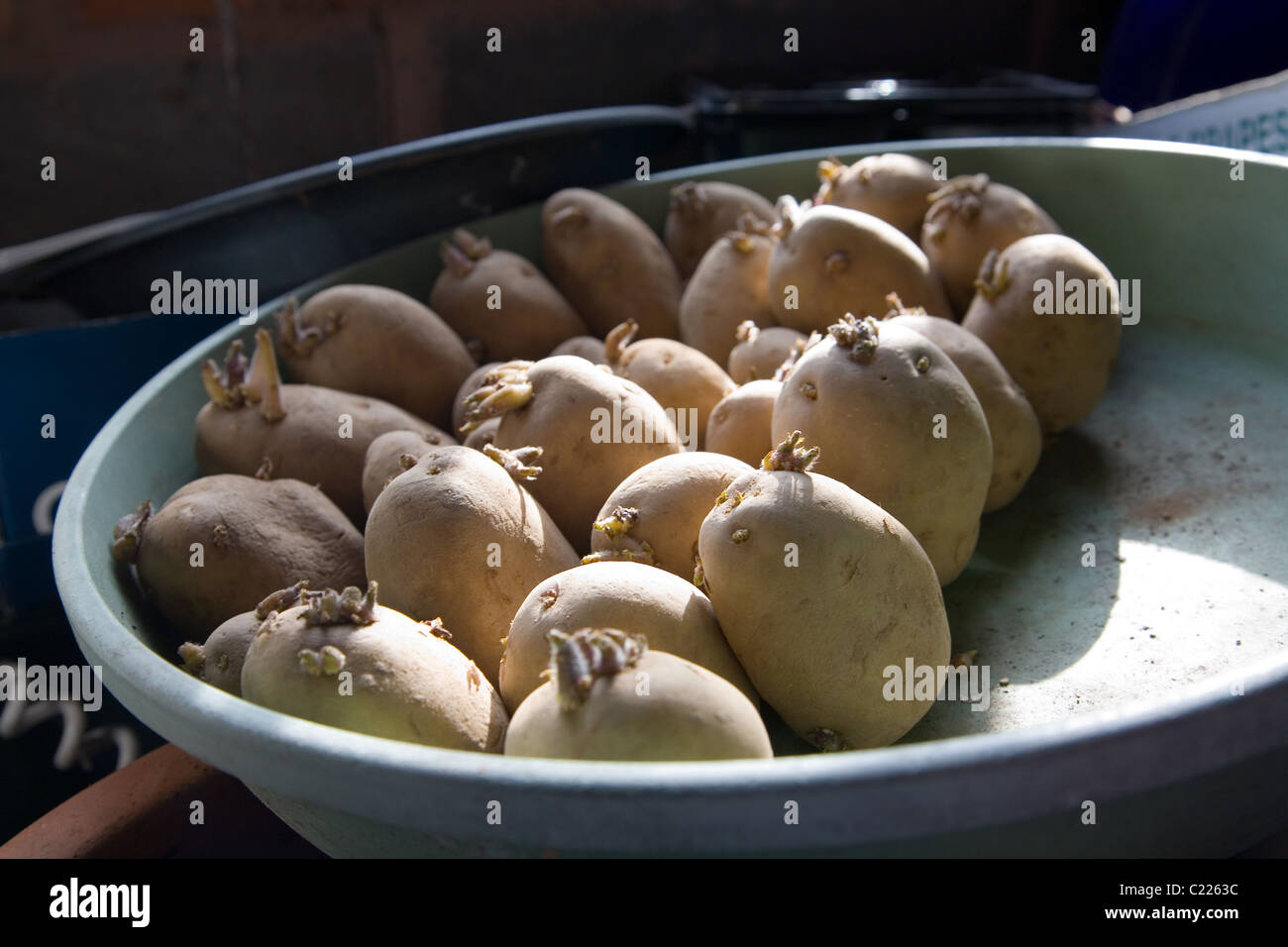 Chitting early potatoes near a window in a frost free area Stock Photo ...