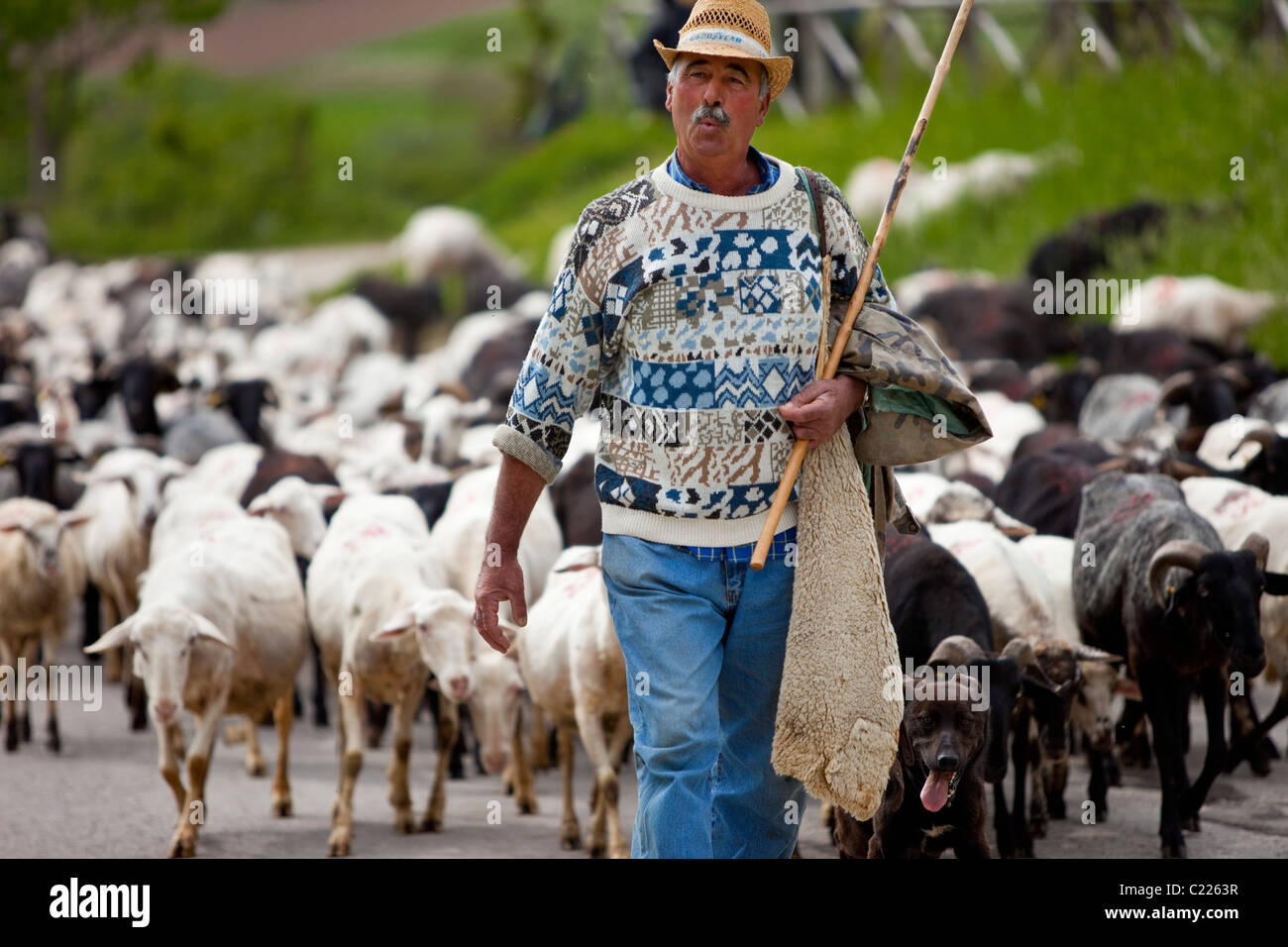 Shepherd leading his flock hi-res stock photography and images - Alamy