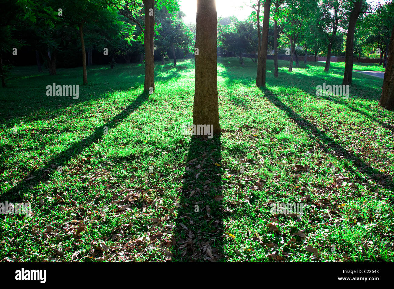 Morning park hi-res stock photography and images - Alamy