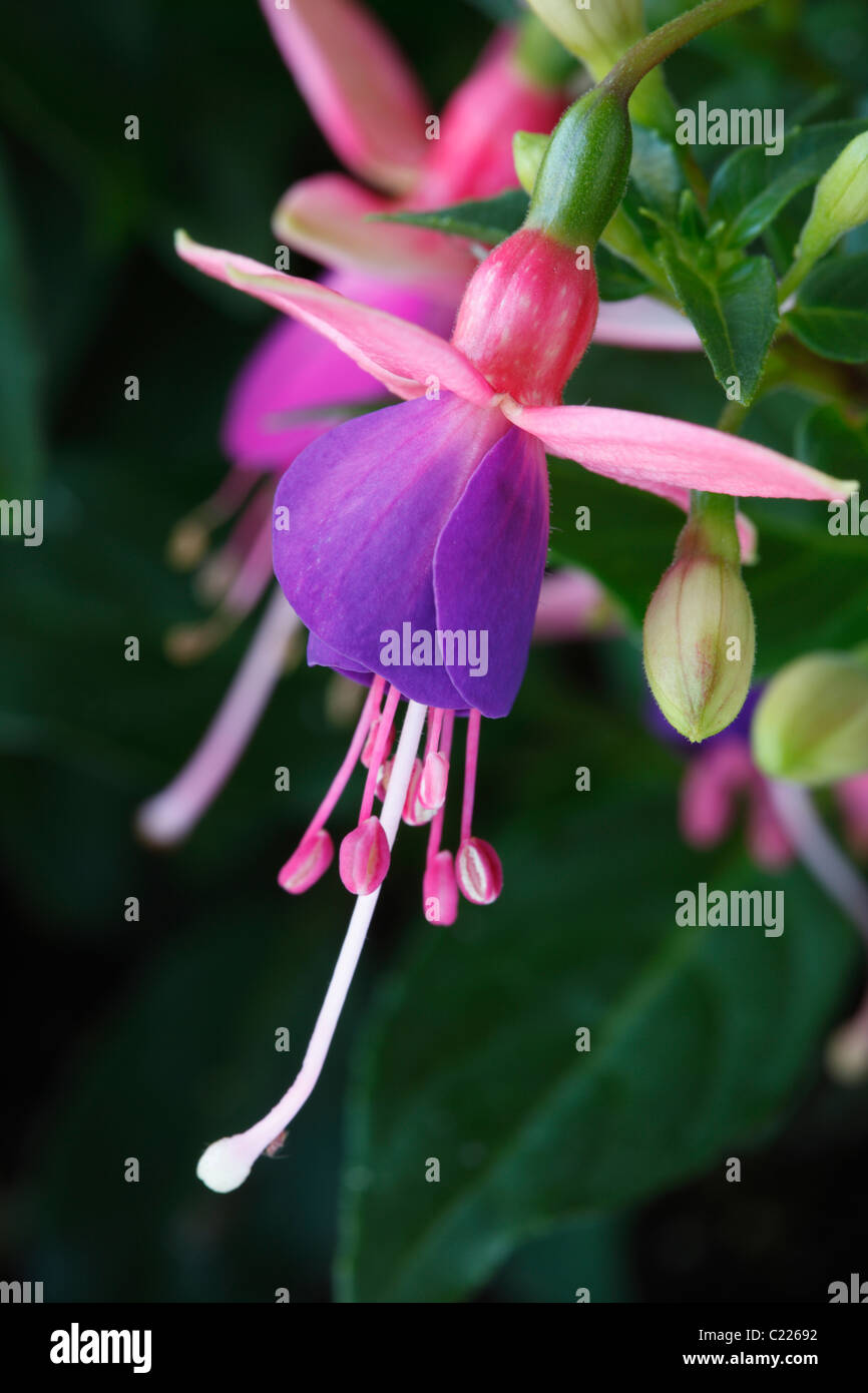 Hardy fuchsia flower hi-res stock photography and images - Alamy