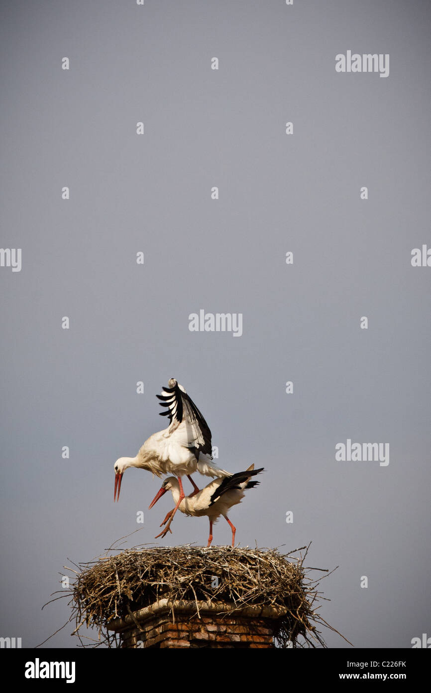 White stork alfaro spain hi-res stock photography and images - Alamy