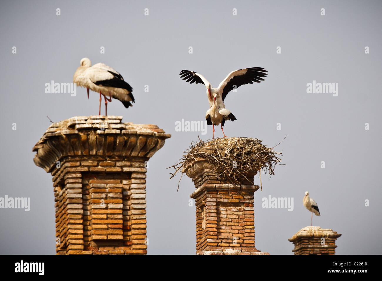 Nesting white storks, Alfaro, La Rioja, Spain, España Stock Photo - Alamy