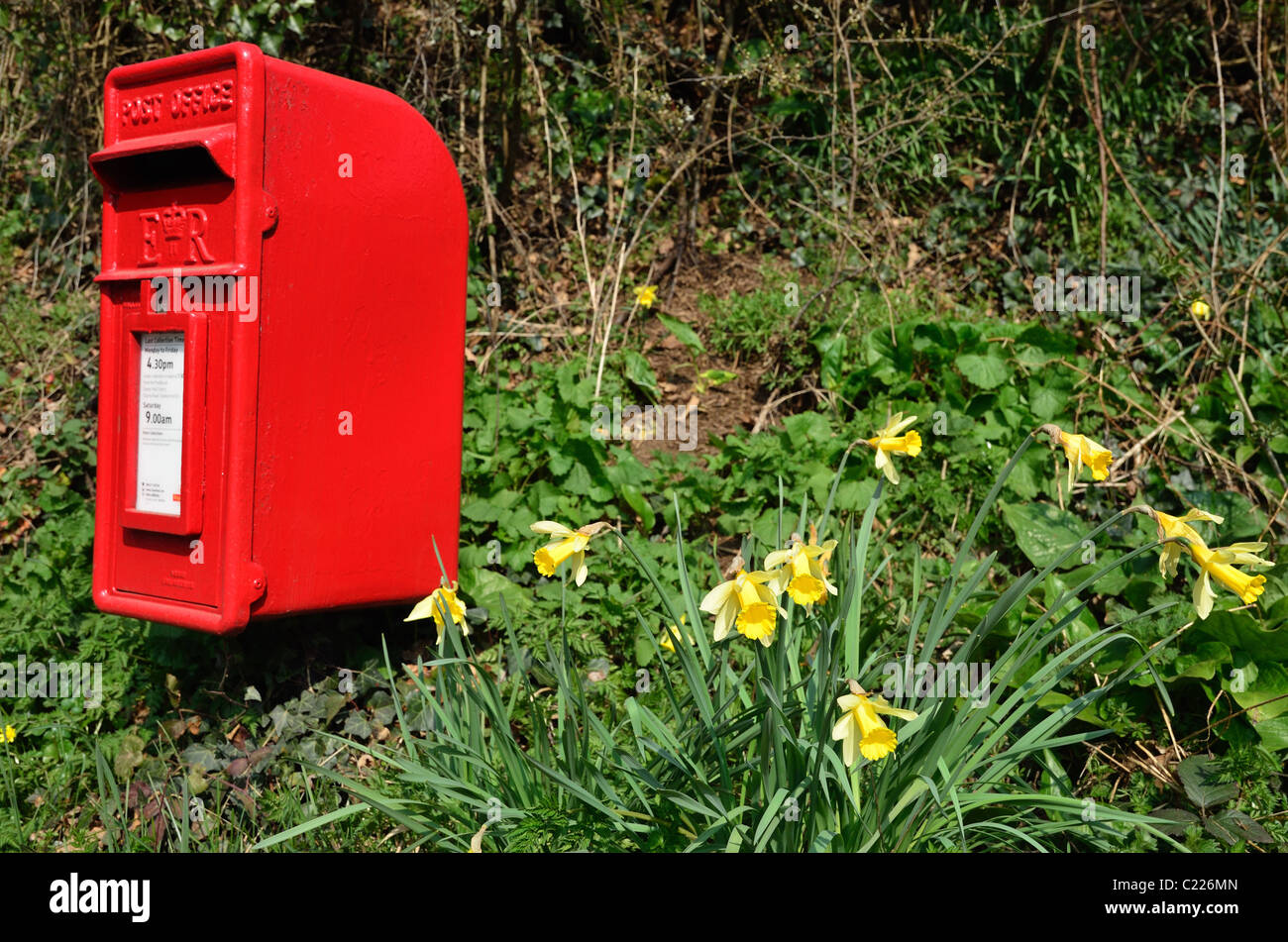 Yellow post box daffodils hi-res stock photography and images - Alamy