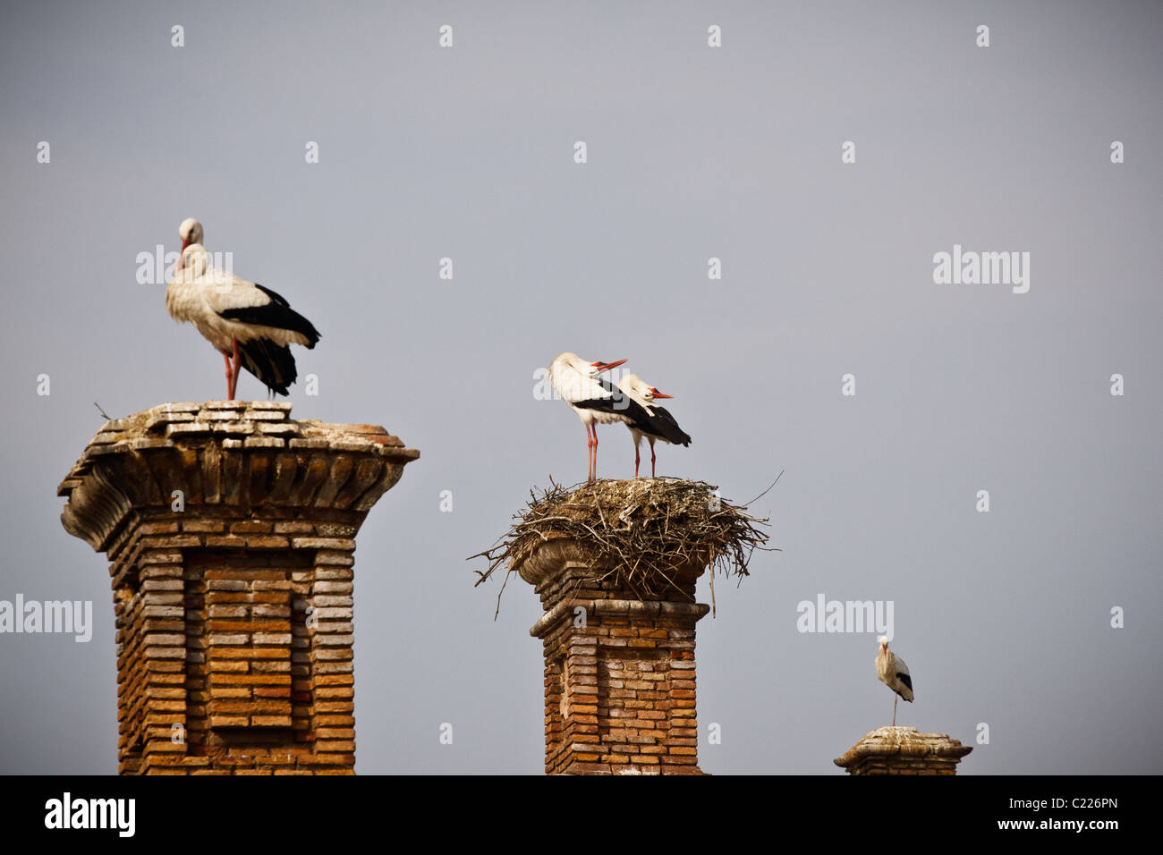 White stork alfaro spain hi-res stock photography and images - Alamy