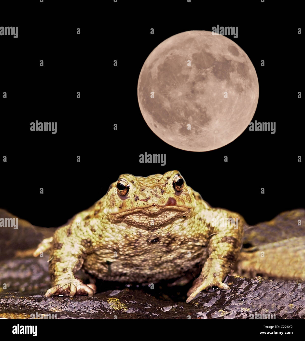 Toad (Bufo bufo) the common toad under a full moon (Digital ...