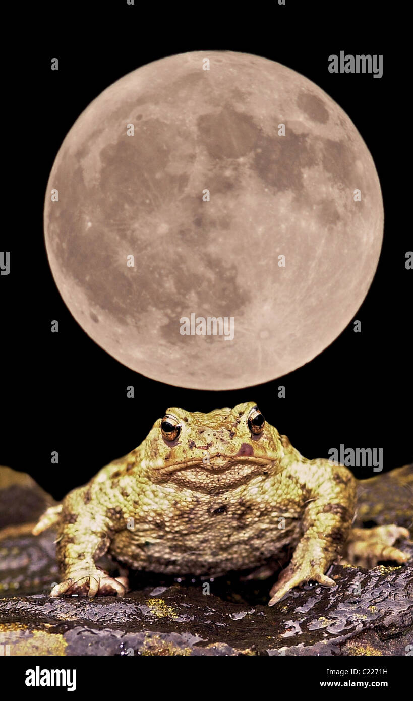 Toad (Bufo bufo) the common toad under a full moon (Digital ...
