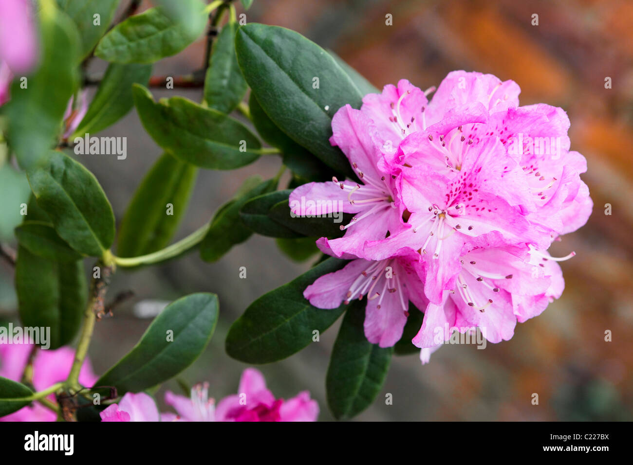 Pink Rhododendron racemosum,viewed in early spring in photographer's ...