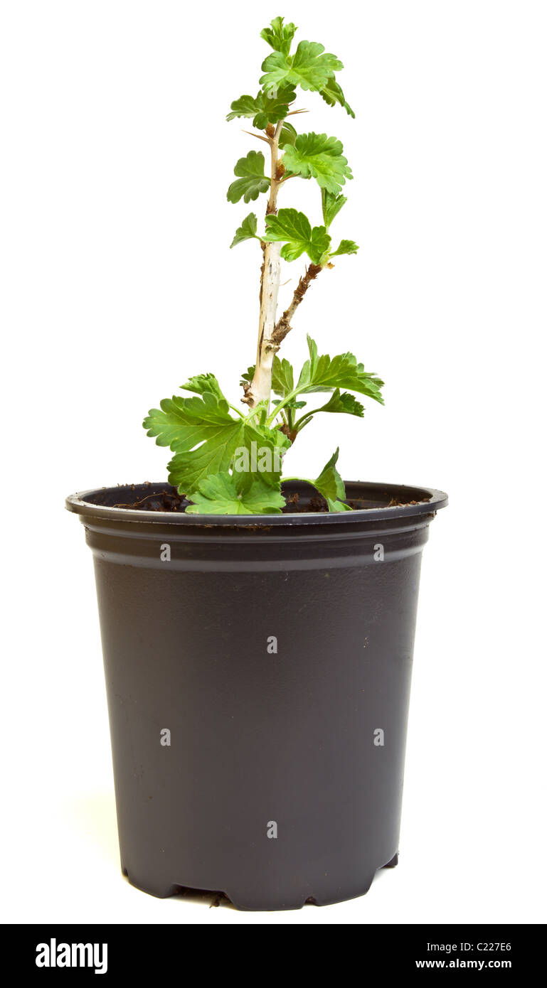 Small Gooseberry seedling from low perspective isolated on white Stock ...