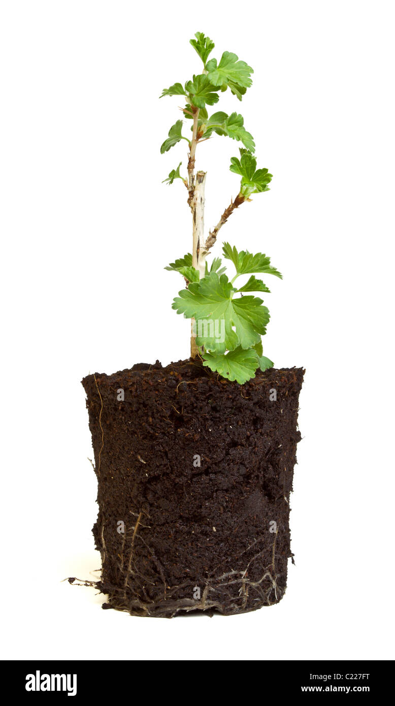 Small Gooseberry seedling from low perspective isolated on white Stock ...