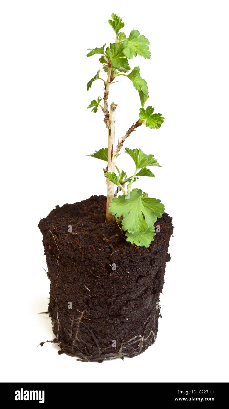 Small Gooseberry seedling from low perspective isolated on white Stock ...