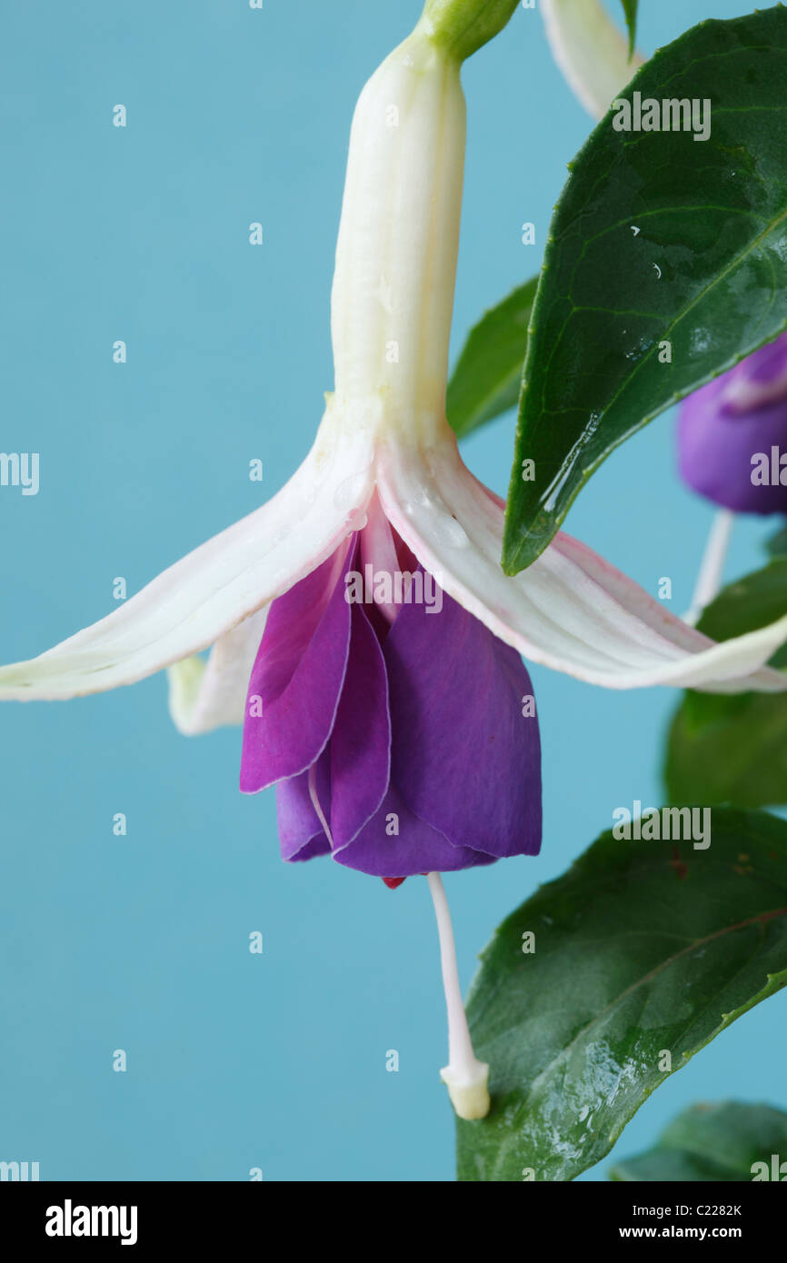 Fuchsia blue bush hi-res stock photography and images - Alamy