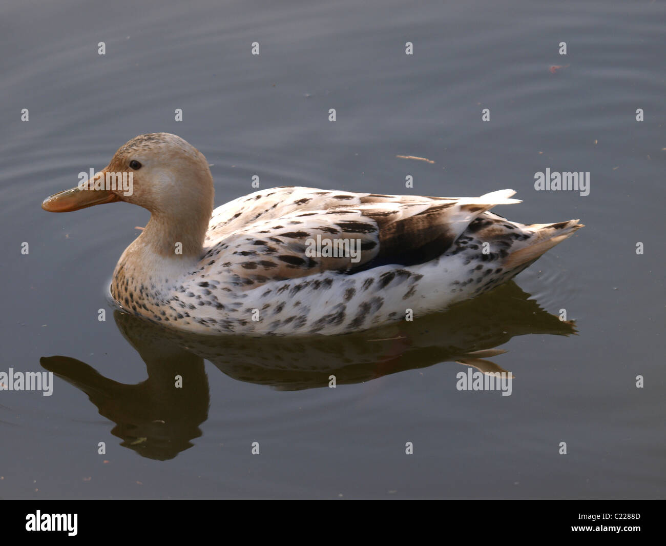Cross breed duck, UK Stock Photo - Alamy