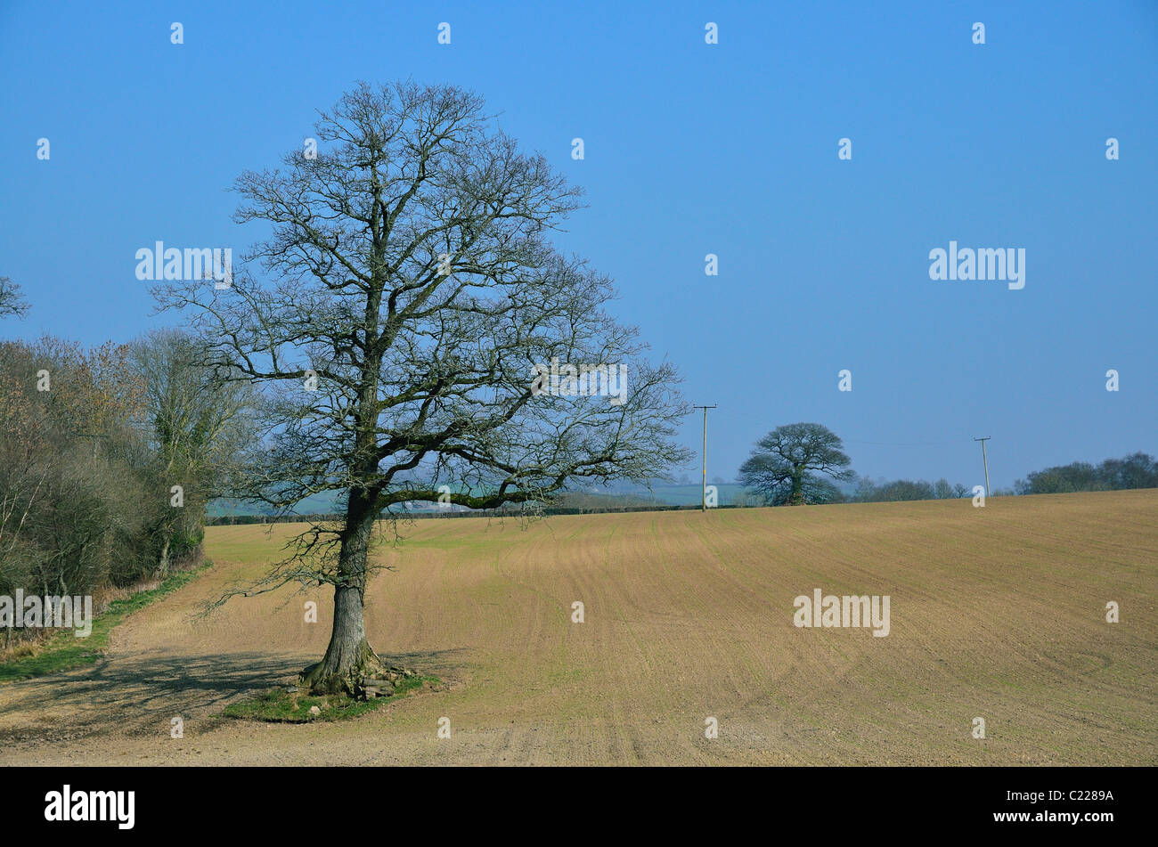 New shoots oak tree growing hi-res stock photography and images - Alamy