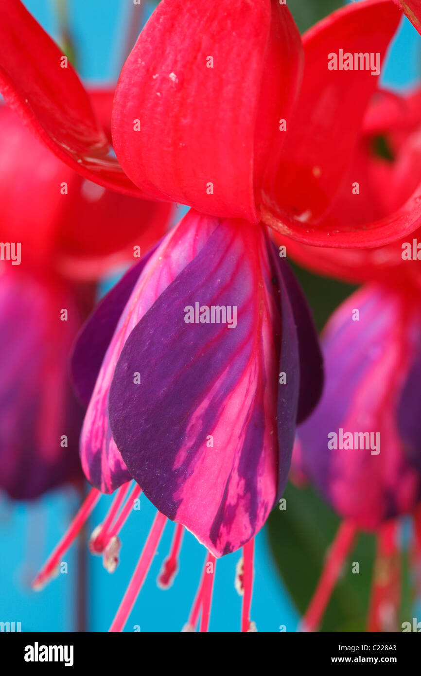 Fuchsia blue bush hi-res stock photography and images - Alamy