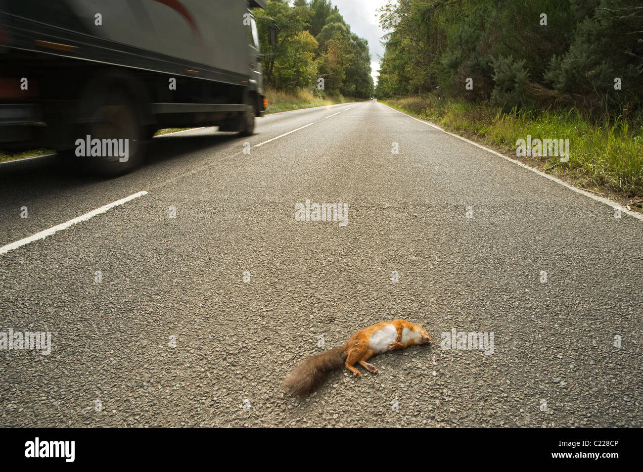 Dead squirrel on road hi-res stock photography and images - Alamy